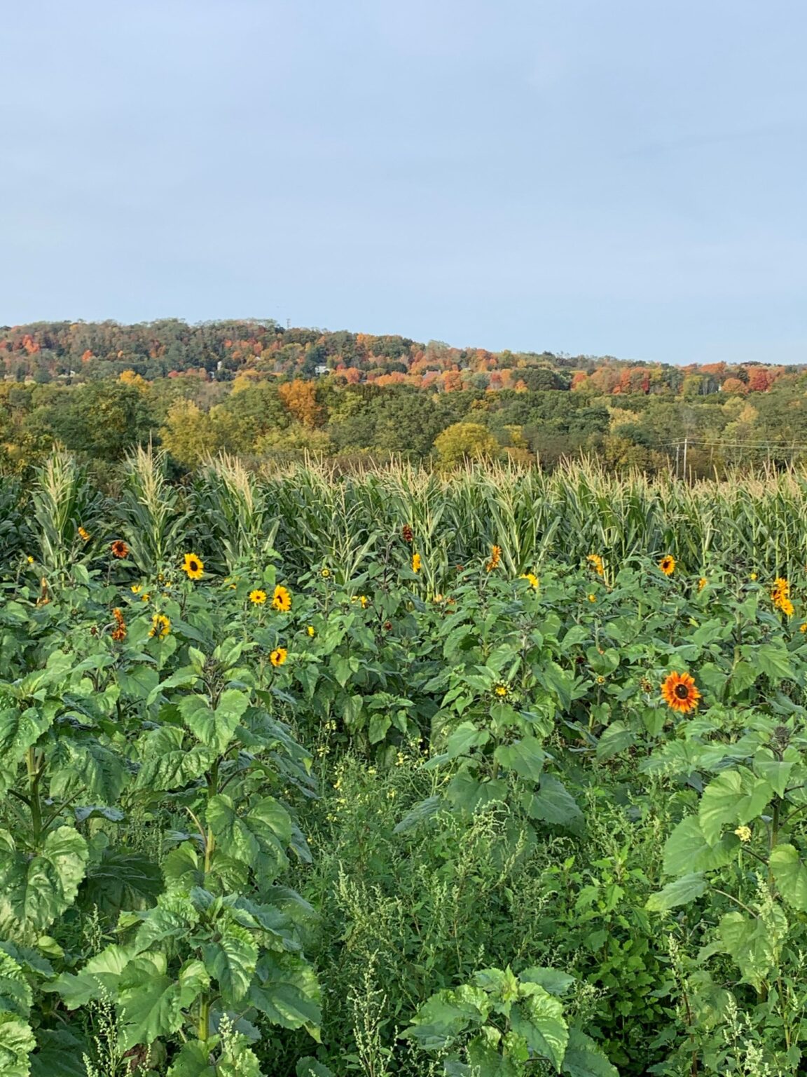 Gallery - Chris' Farm Stand