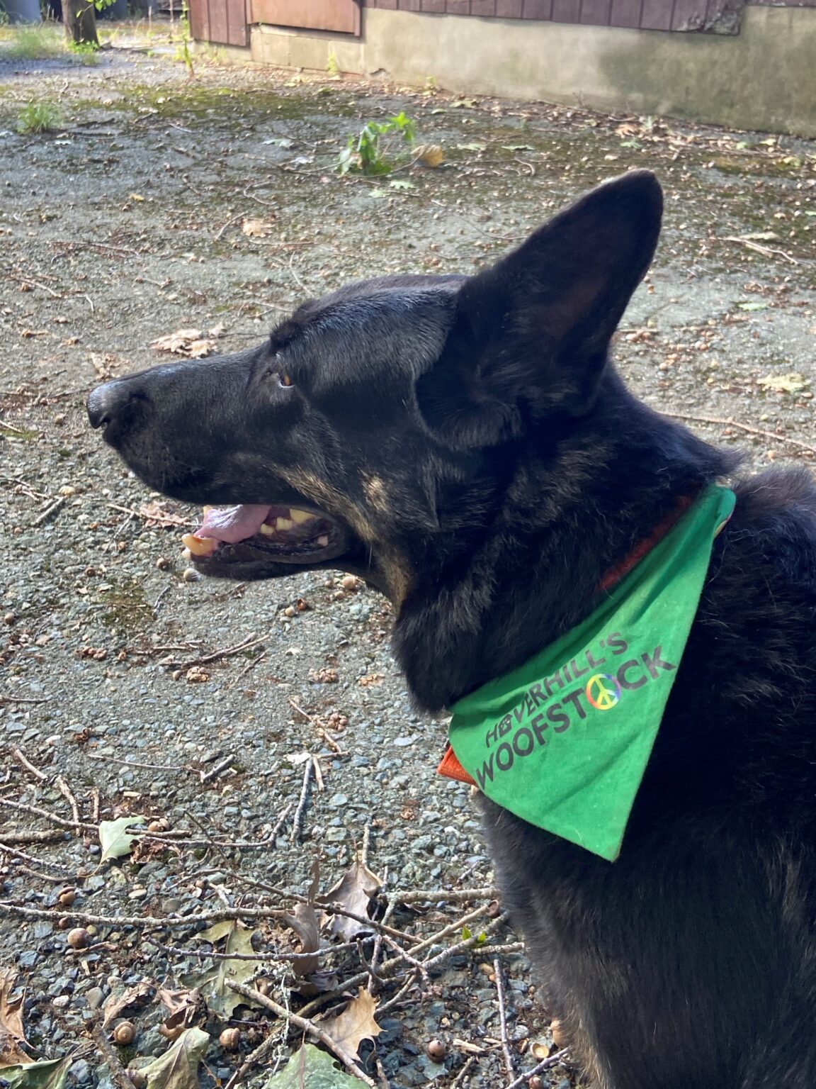 Woofstock - Chris' Farm Stand